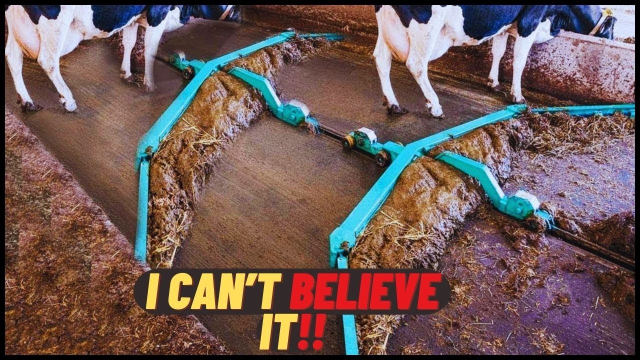Modern Automatic Cow Farming, Milking Machines And Cleaning Technology ...