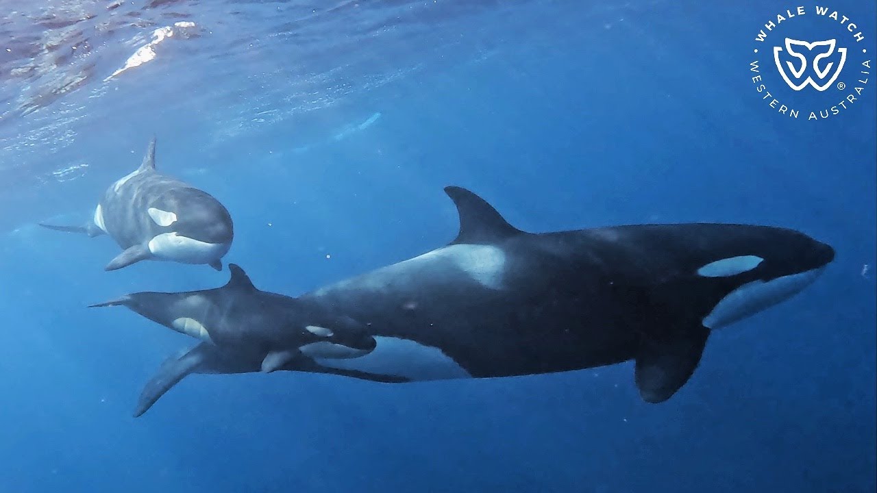 Orca Family Pod Structure - YouTube