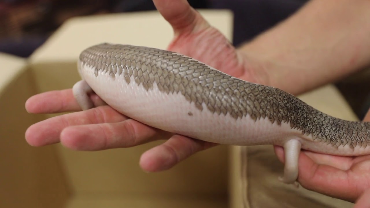 ONCE IN A LIFETIME RARE BLUE TONGUE LIZARD ARRIVES WITH A PINK TONGUE ...