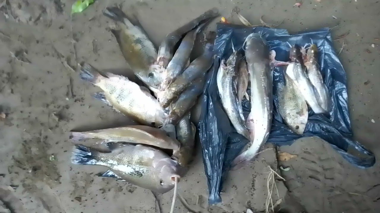 Salieron estás mojarras,un bagre y pez juilin(Frontera con Guatemala ...
