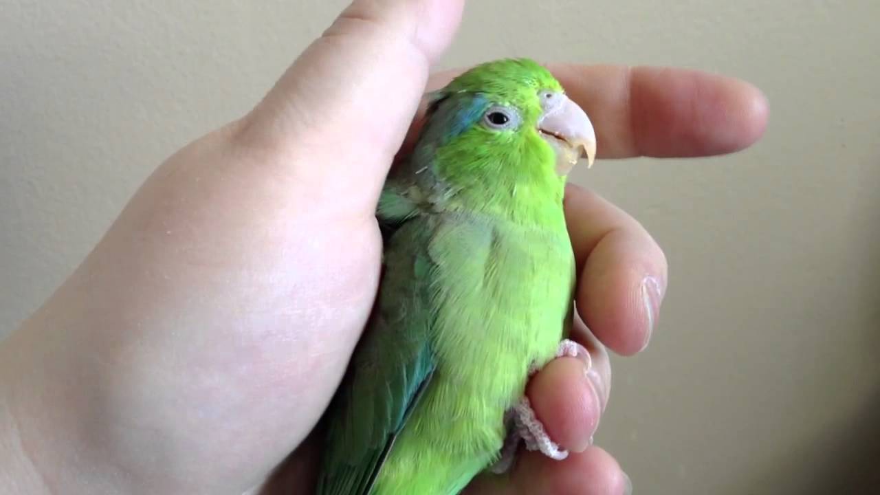 Wild Eep relaxes - YouTube