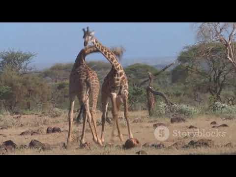 Love in the Wild (The most amazing mating rituals of animals) - YouTube