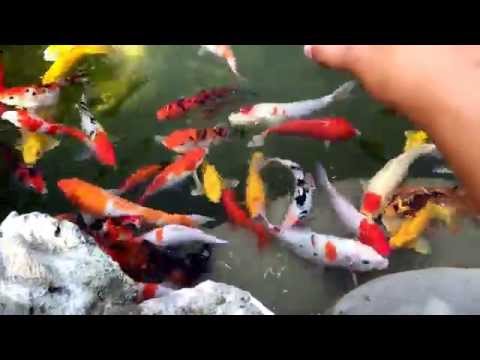 Cho Koi ăn tép khô