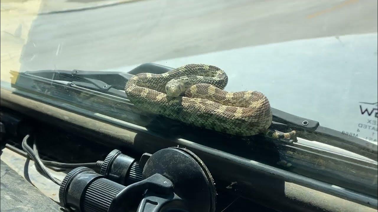 Snake Takes a Ride on the Windshield || ViralHog - YouTube