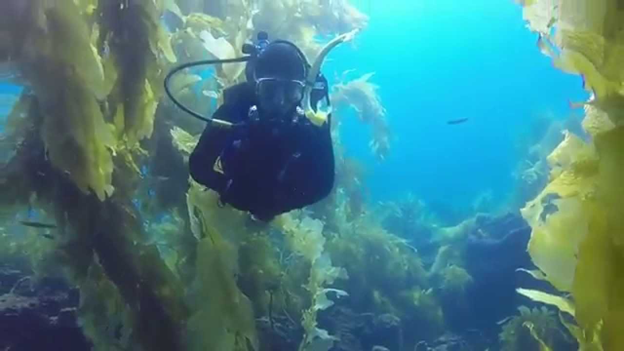 Channel Islands Dive - Peace Boat, Sept. 2014 - YouTube