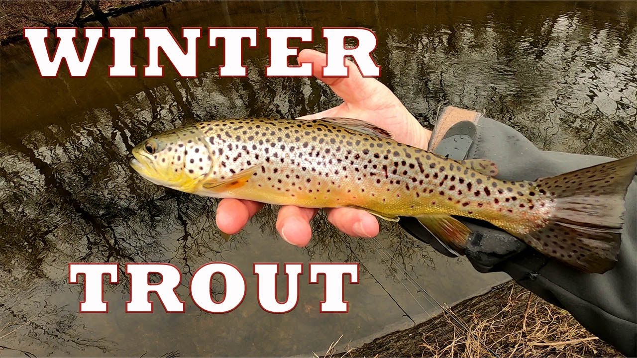 EARLY WINTER TROUT FISHING #troutfishing #winterfishing #fishing - YouTube