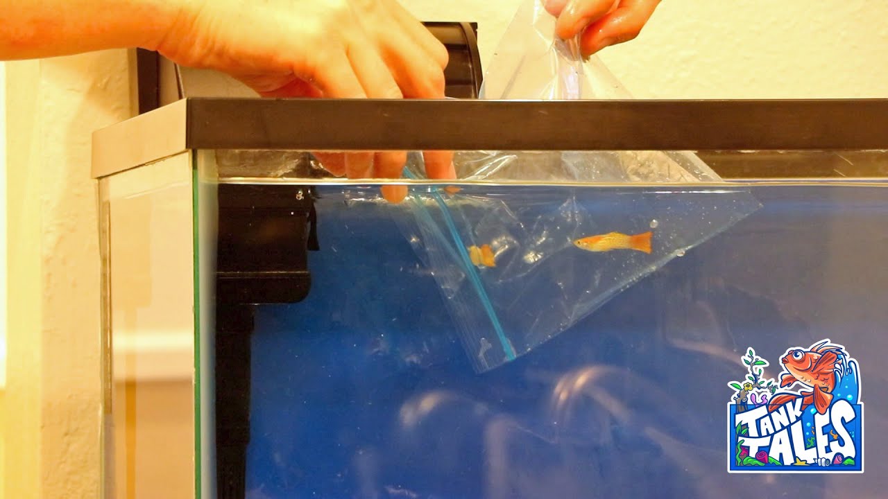 My First Fish Tank! - EP #1: TANK TALES - YouTube