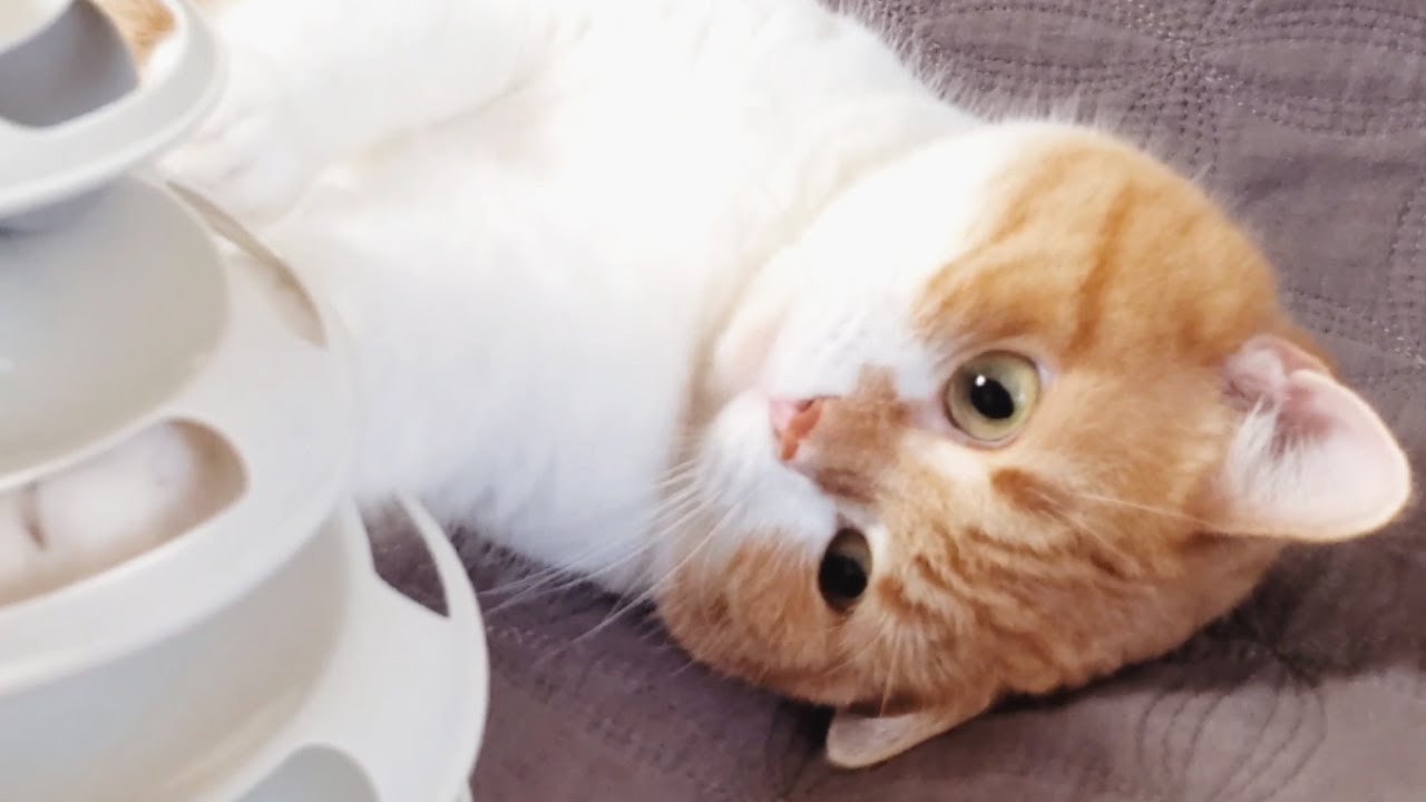 Cute Cat plays with Ball Tower Toy part 2! - YouTube