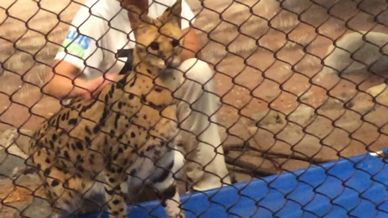 Ocelot running around - YouTube