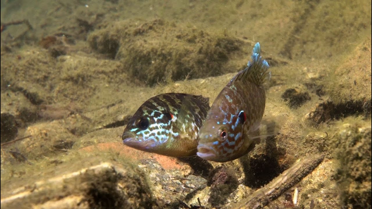 Sun perch aka pumpkinseed mating with an interesting behaviour - YouTube