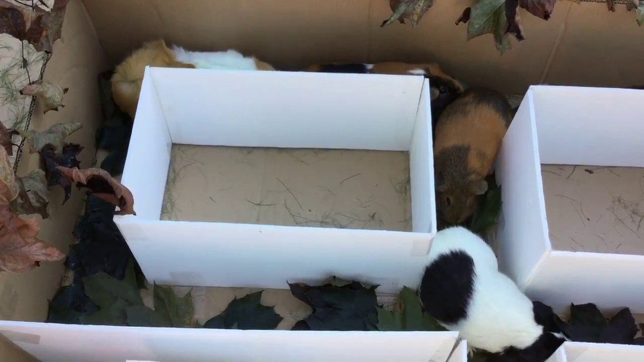 Guinea Pig Fall Themed Maze - YouTube