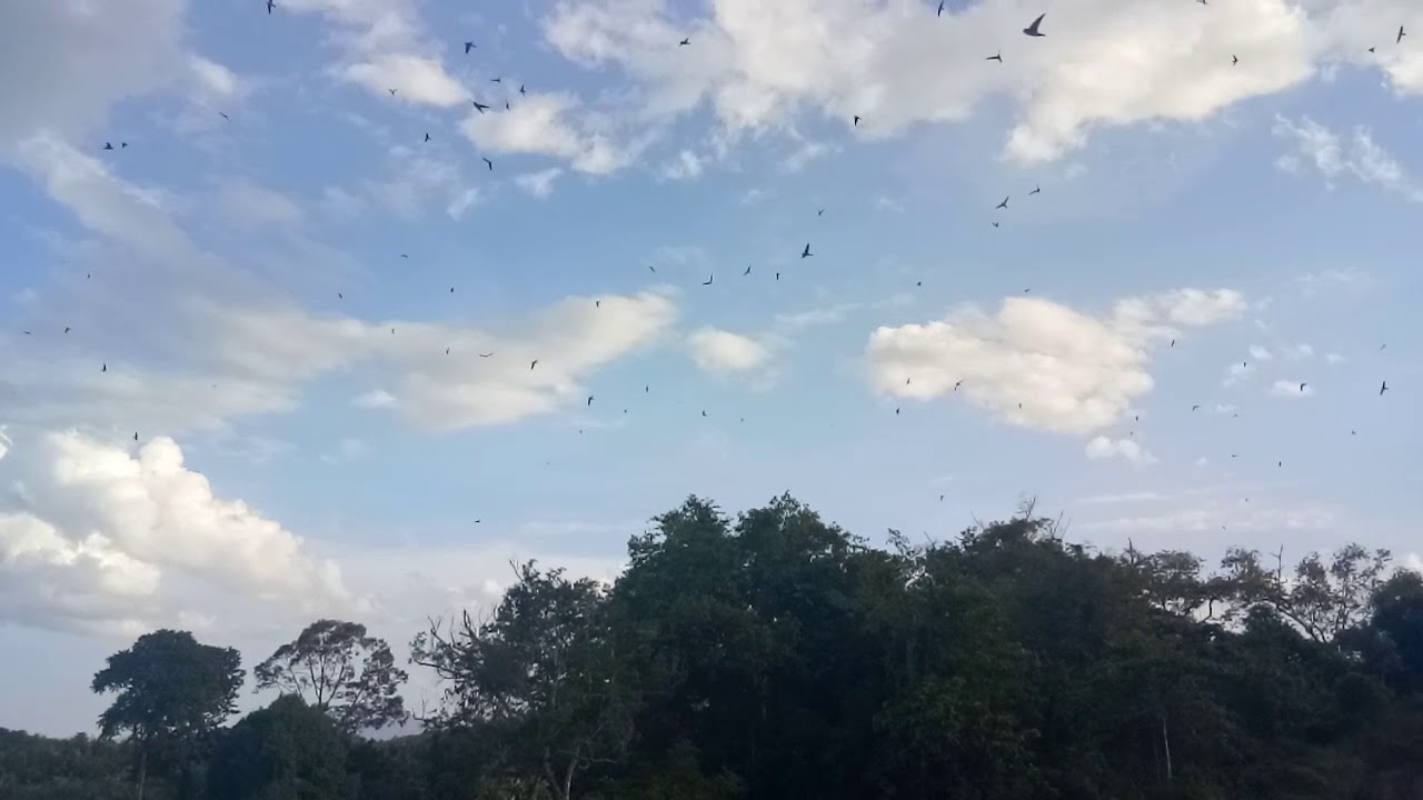Burung walet gua musang kelantan - YouTube