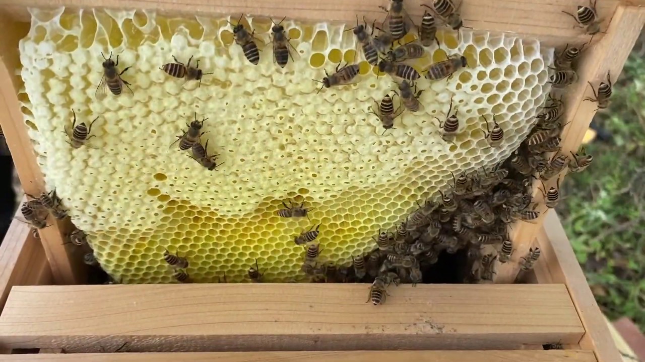 Japanese bees - YouTube