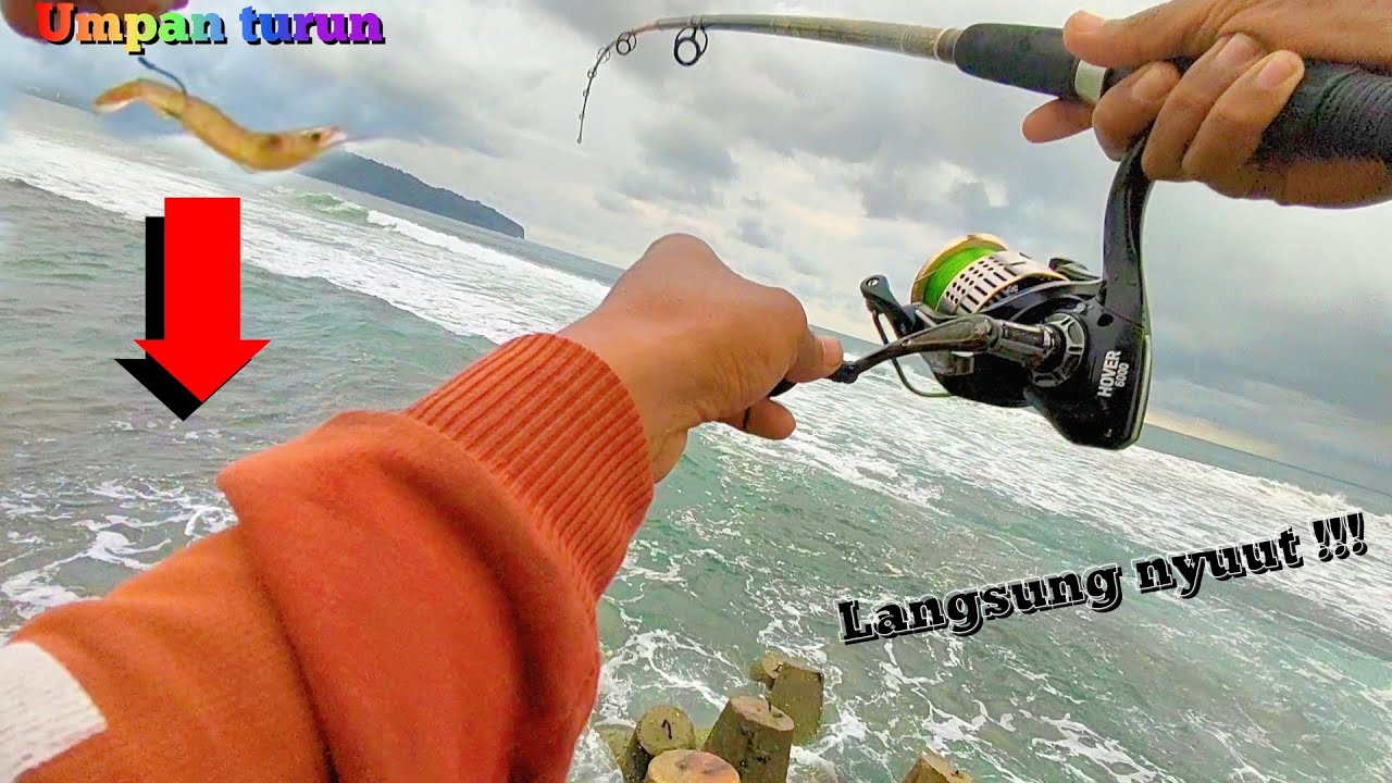 MANCING DILAUT PAKE UMPAN UDANG HIDUP DI JAMIN SETRIKE - YouTube