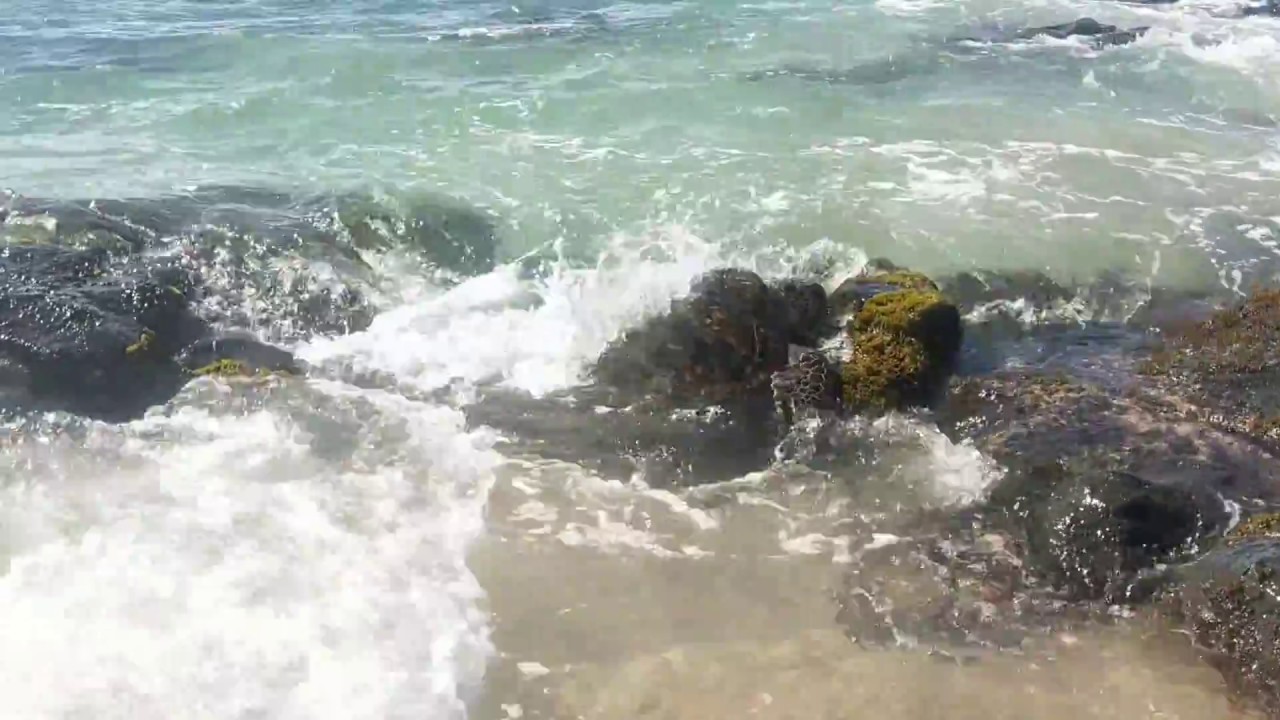 Green Sea turtles in Pohaku Park Beach Lahaina HI || Great snorkeling ...