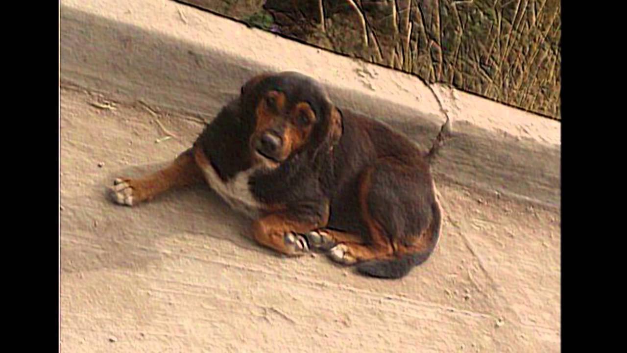 PSA PROJECT ANIMAL ABUSE - YouTube
