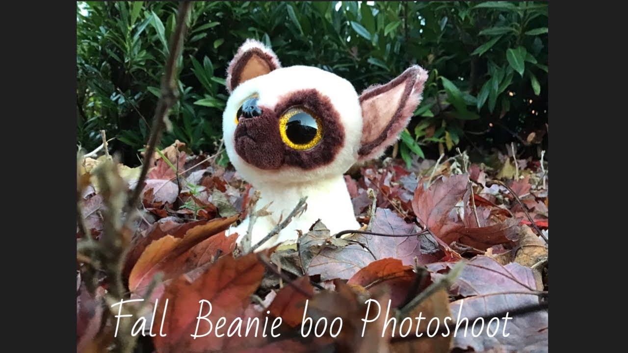 Beanie boo Fall Photoshoot! (2022) - YouTube