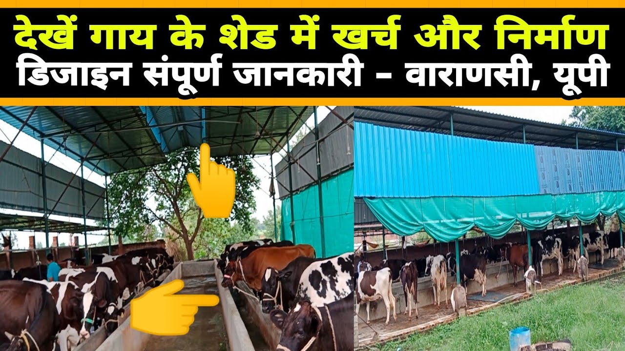 देखें शेड डिजाइन, निर्माण और खर्च | cow shed design~expensive | dairy ...