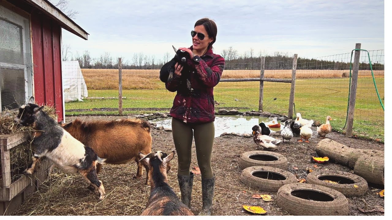 New life on the HOMESTEAD | Baby Goat delivery - YouTube