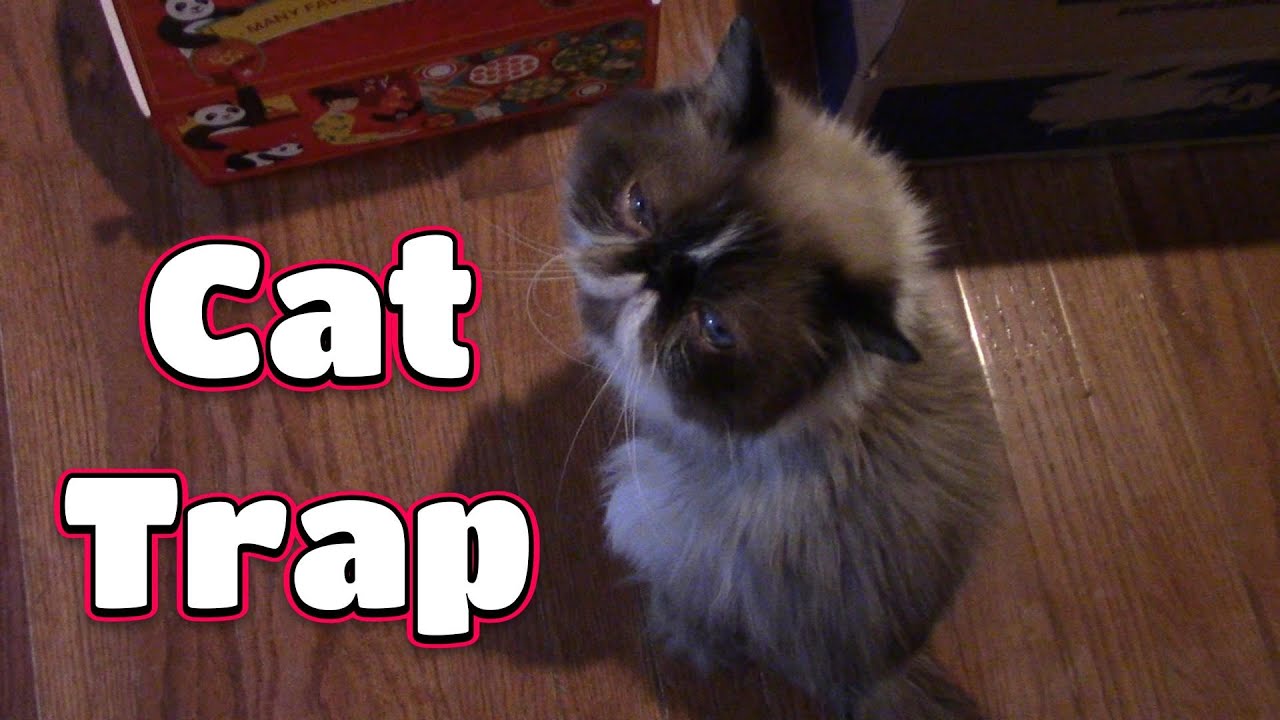 I Put Out Cat Traps And... 😻 - YouTube