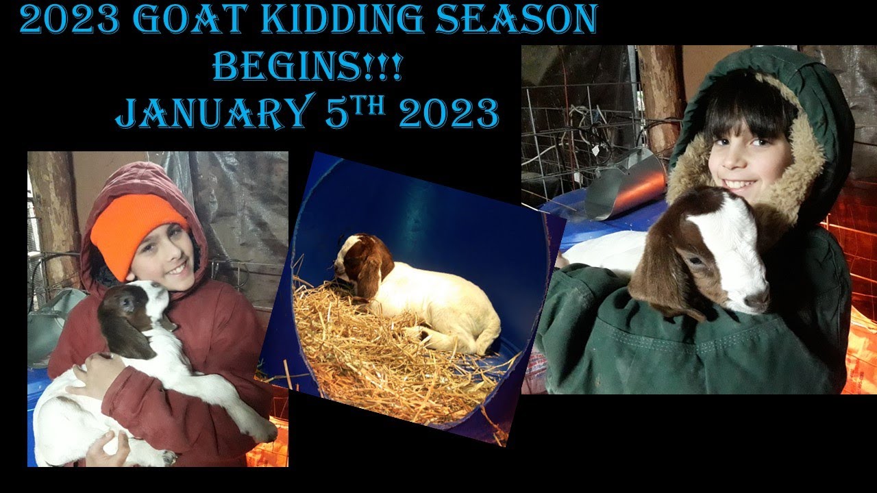 Our Goat Adventures: 2023 Kidding Season Begins! Day old babies! - YouTube