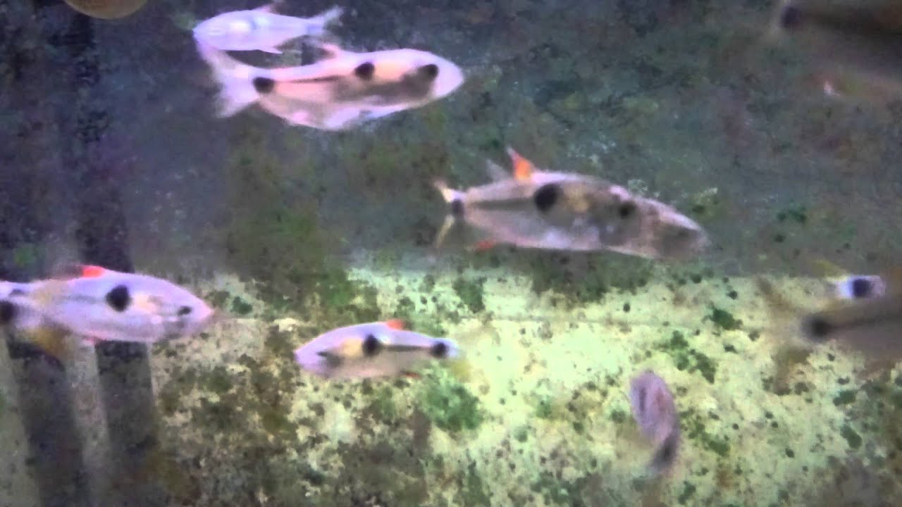 School Of Bucktooth Tetra - Exodon Paradoxus - YouTube