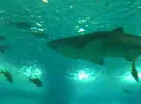 Dec 11 2007 - VID00076 - YouTube