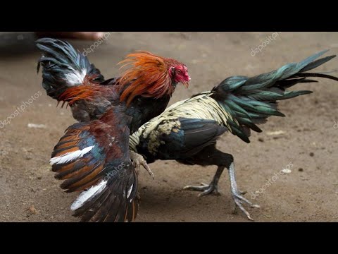 chicken fight family guy//chicken fighters//🦃🐔🐓🐣🐥🐤 - YouTube