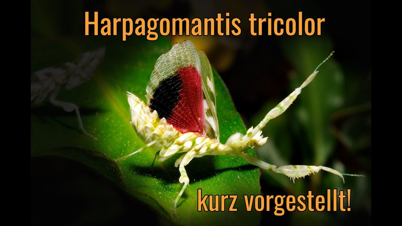 Harpagomantis tricolor - kurz vorgestellt! - YouTube