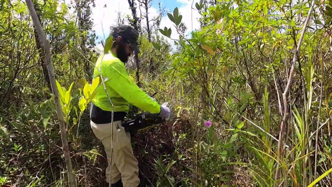 Property Line Clearing - YouTube