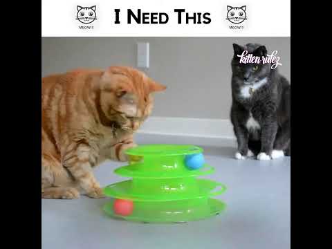 Kitten Rulez - Triple Play Disc Cat Intelligence Toy - YouTube