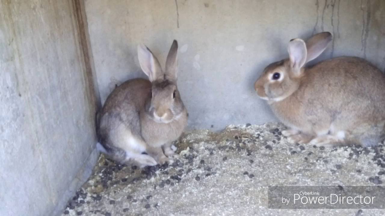 Présentation de mes lapins fauves de Bourgogne - YouTube