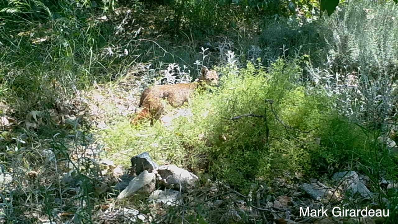 Bobcat in Orange County - YouTube