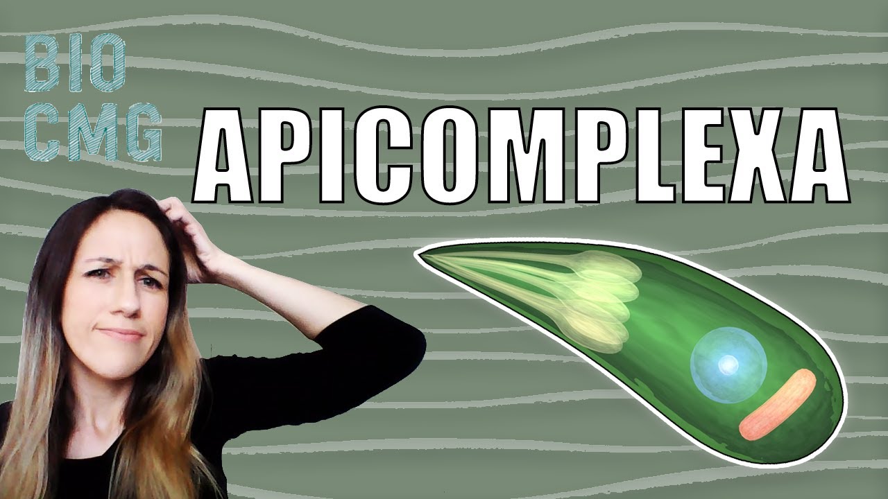 Apicomplexa - Quem são esses protozoários? - YouTube