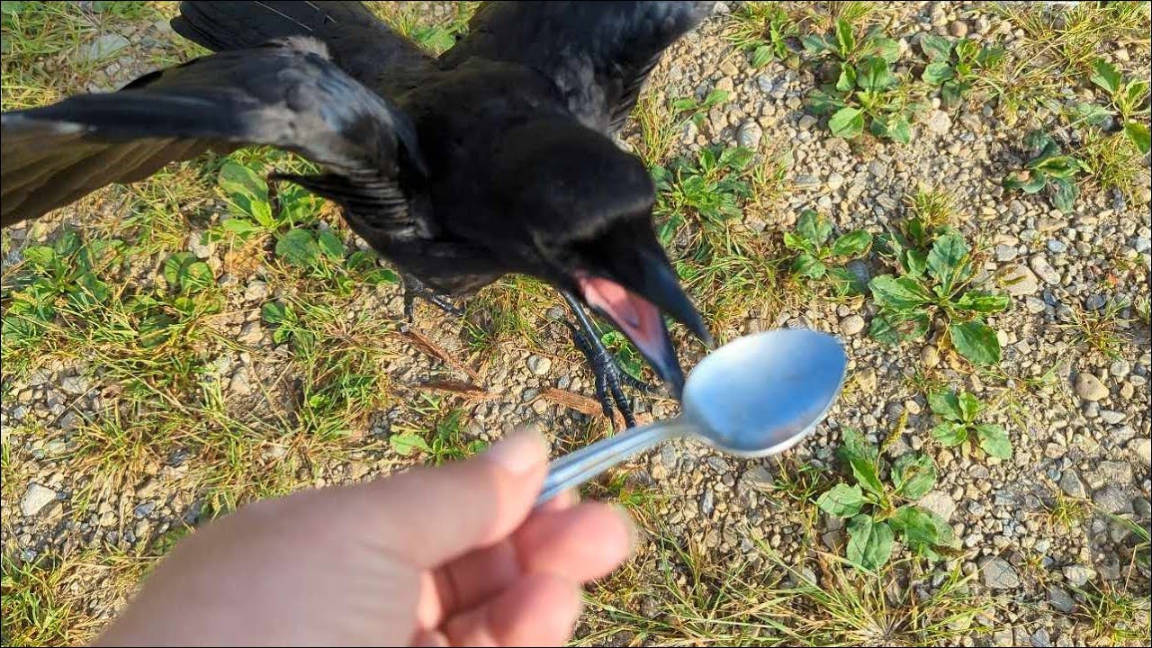 Baby Crow Steals My Spoon And Gets Angry When I Find It - YouTube