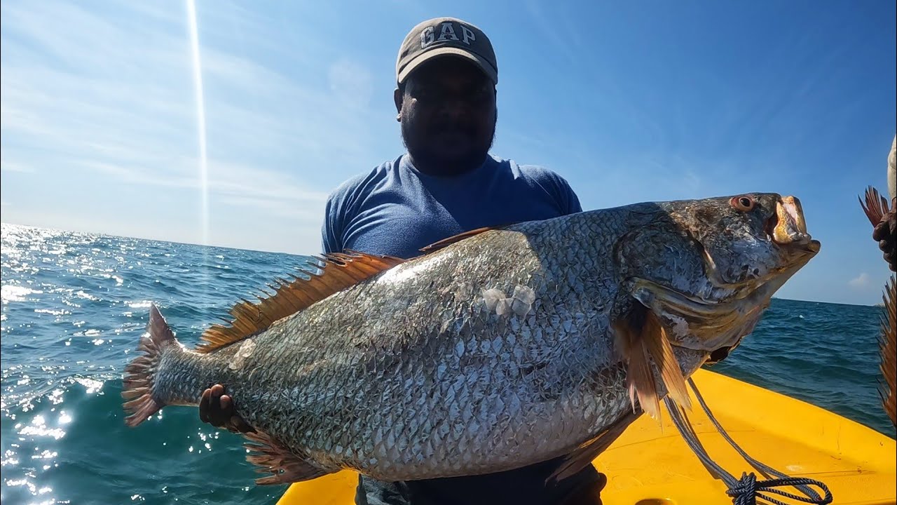 Unbelievable Giant Fish Caught In Net Fishing ! Watch This Mind-Blowing ...