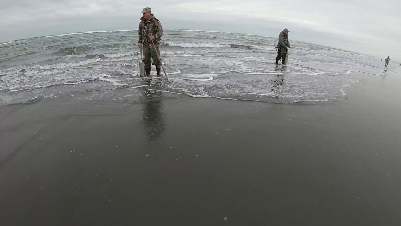 razor clam dig 2019 - YouTube
