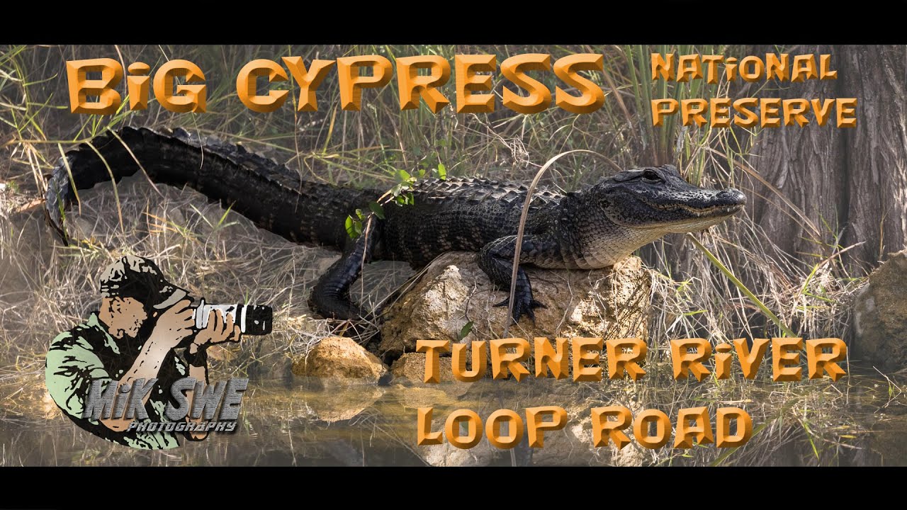Photographing wildlife along Turner river road in Big Cypress , Florida ...