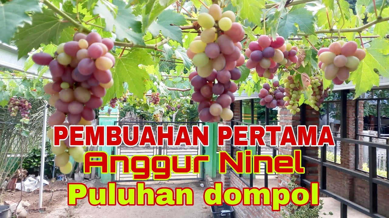 Puluhan dompol buah pertama anggur ninel - YouTube