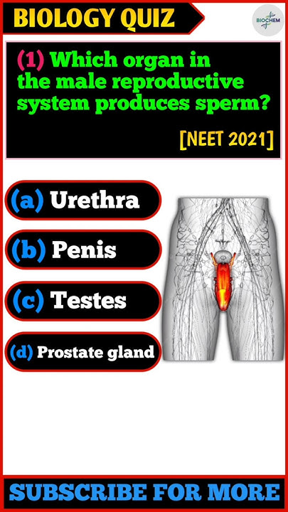 Male vs Female Reproductive System | Common Exam Questions Explained ...