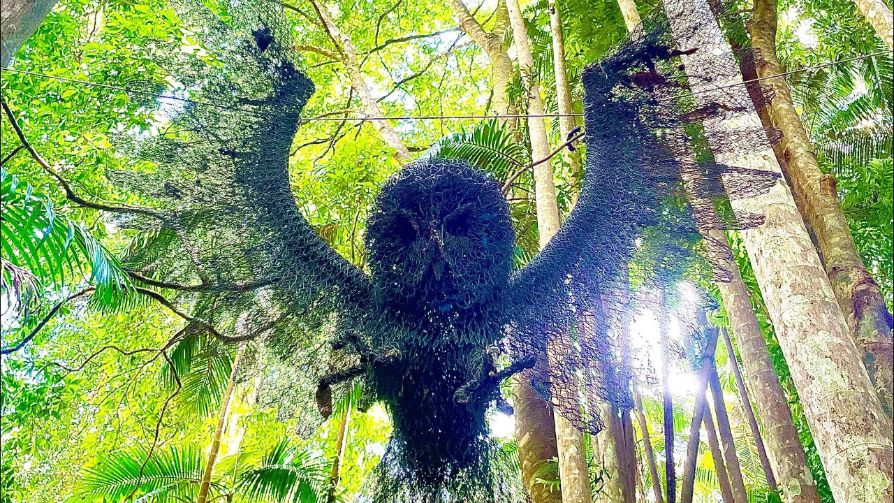 Day trip to Mount Tamborine/ Gallery Walk/ Botanical Gardens/ it really ...