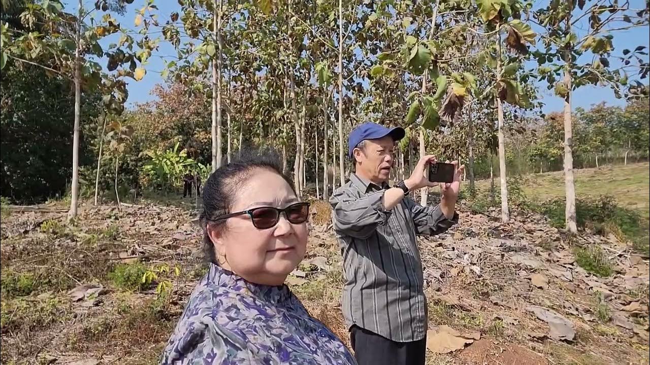 Mus saib zos vib nais daim #2 - 1/4/25 - YouTube