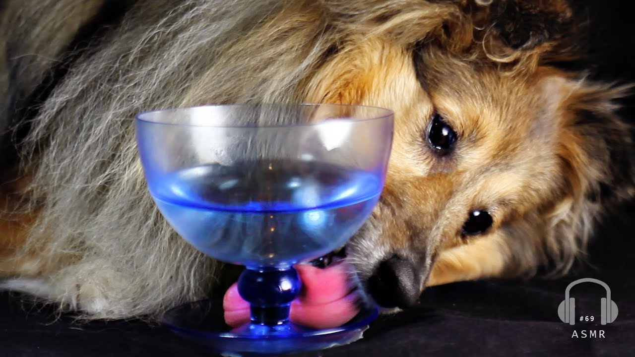 ASMR #69 Dog eating sounds Raw food diet Coconut 🥥 Oil No talking 먹방 ...
