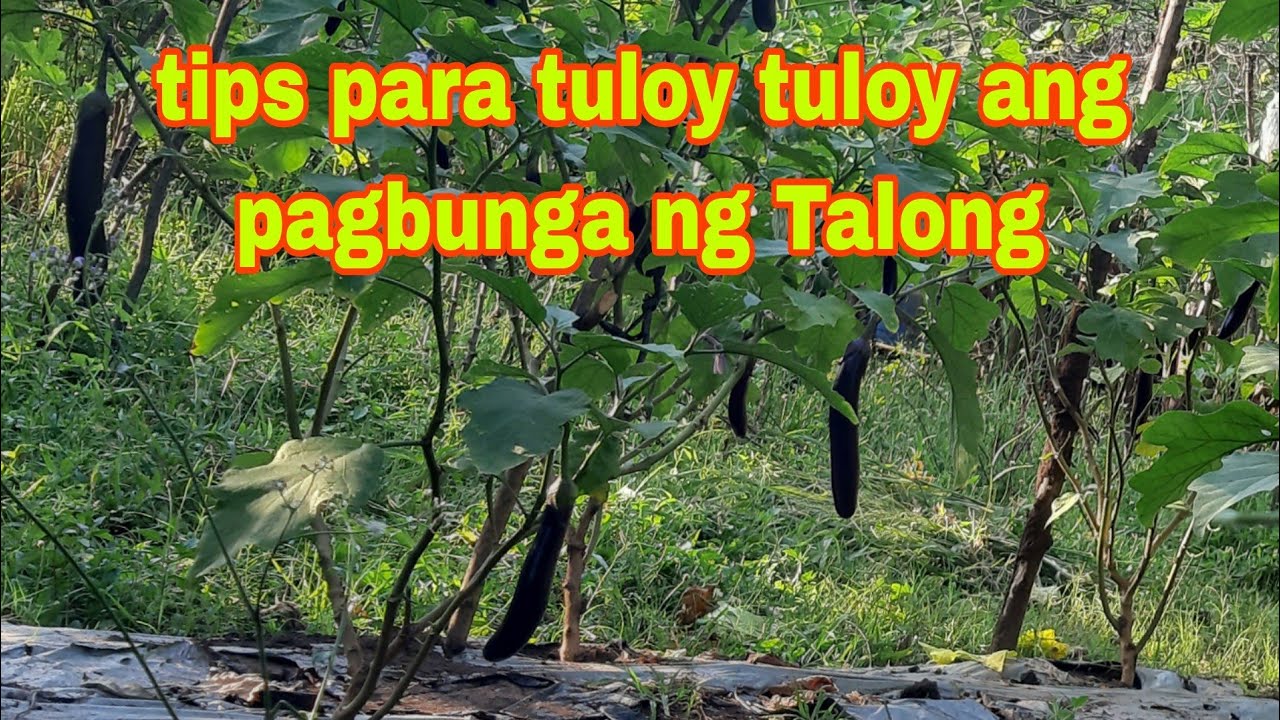 Paano pabungahin ng tuloy tuloy ang talong - YouTube