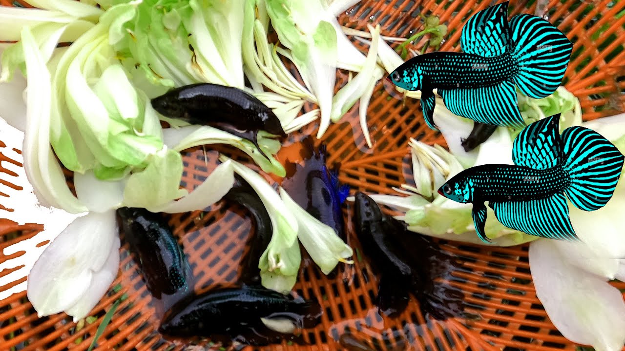 super old fisherman catch betta fish during lotus flowers growing ...