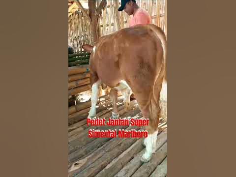 Pedet jantan super simental Marlboro #vidioshort - YouTube