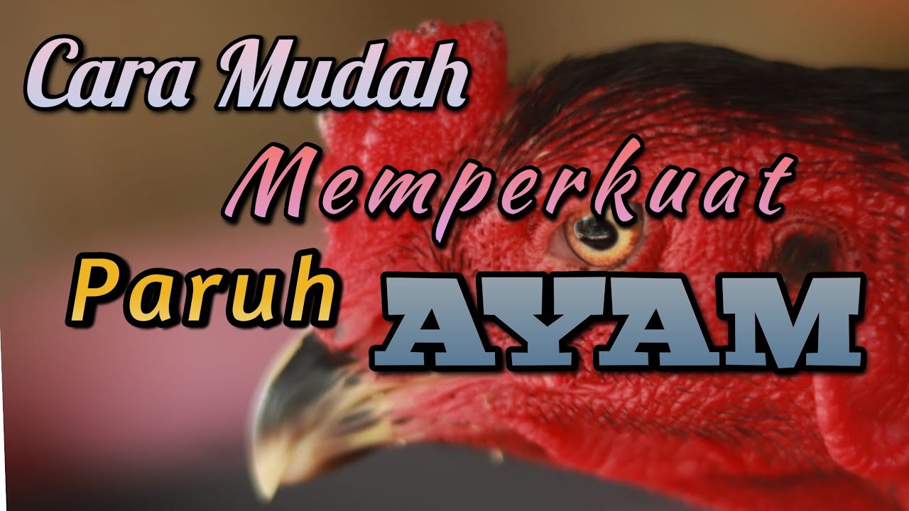 cara merawat paruh ayam agar sehat dan kuat dengan cepat - YouTube