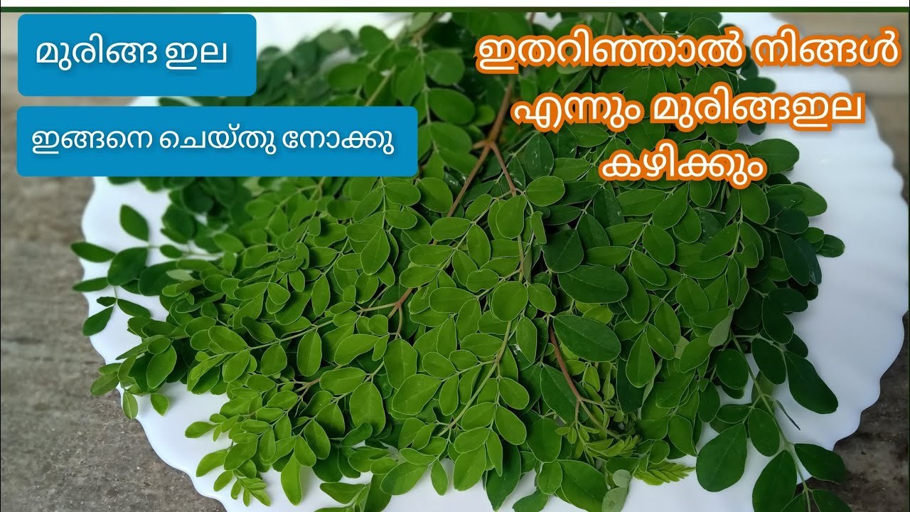 മുരിങ്ങയില ഇങ്ങനെ ചെയ്തു നോക്കൂ /ഇത് അറിഞ്ഞാൽ എന്നും മുരിങ്ങ ഇല ...