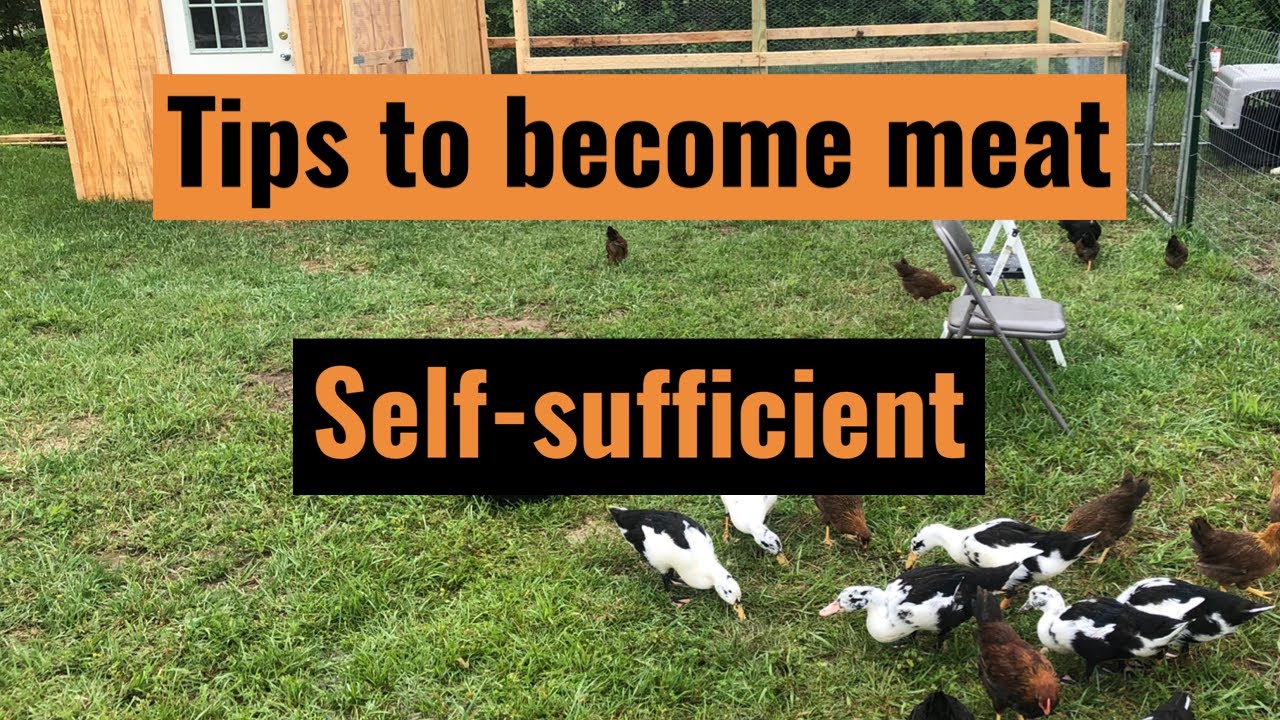 Tips to become meat self-sufficient - YouTube