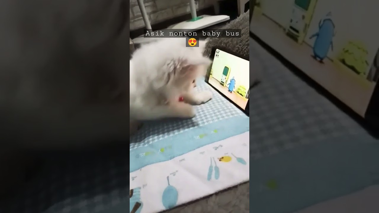 Anak kucing hobby nya nonton baby bus /bikin gemes / kucing lucu ...